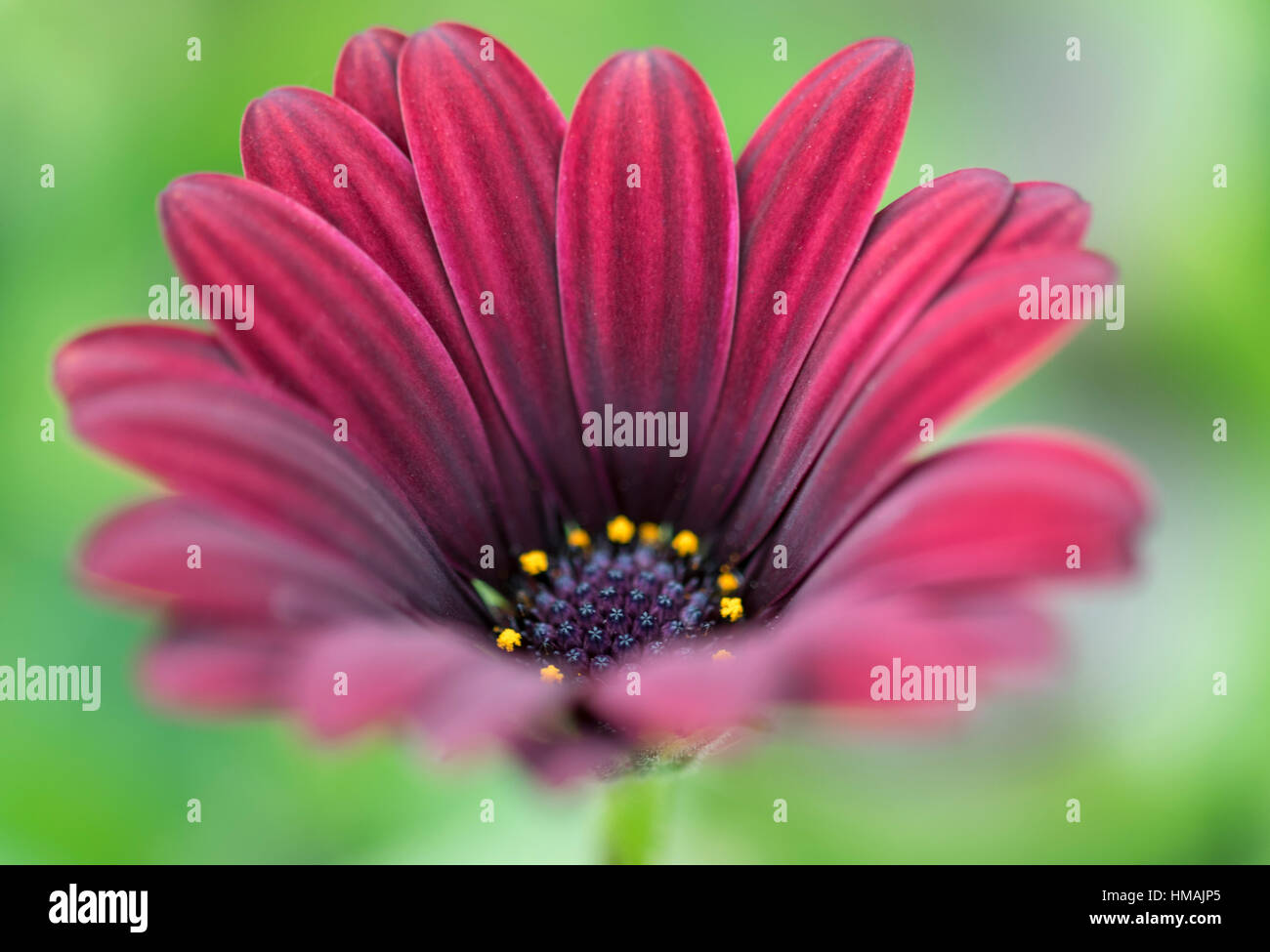Deep Red Osteospermum Stock Photo - Alamy
