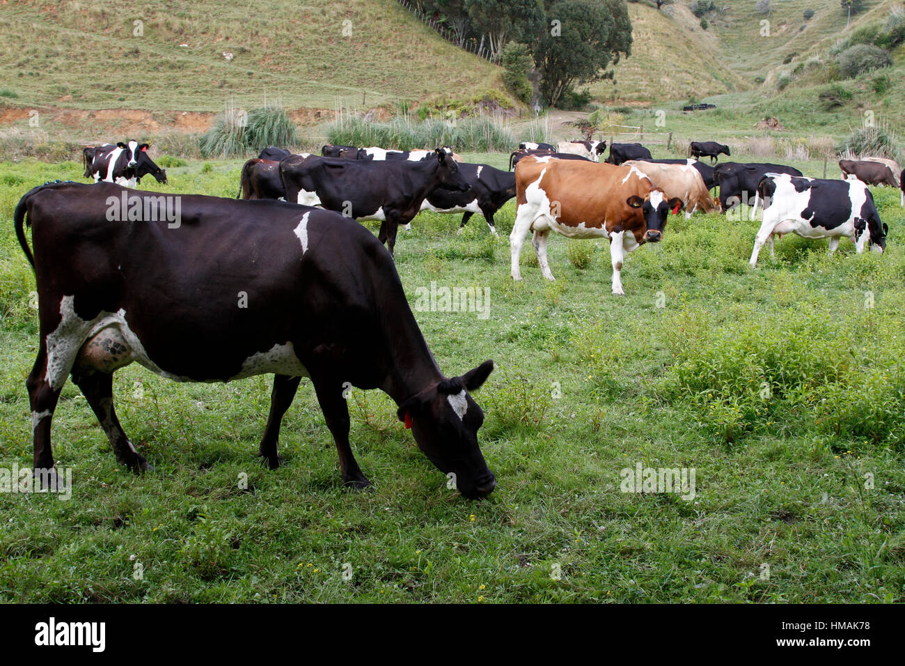 Dairy cows in paddock, New Zealand Stock Photo - Alamy