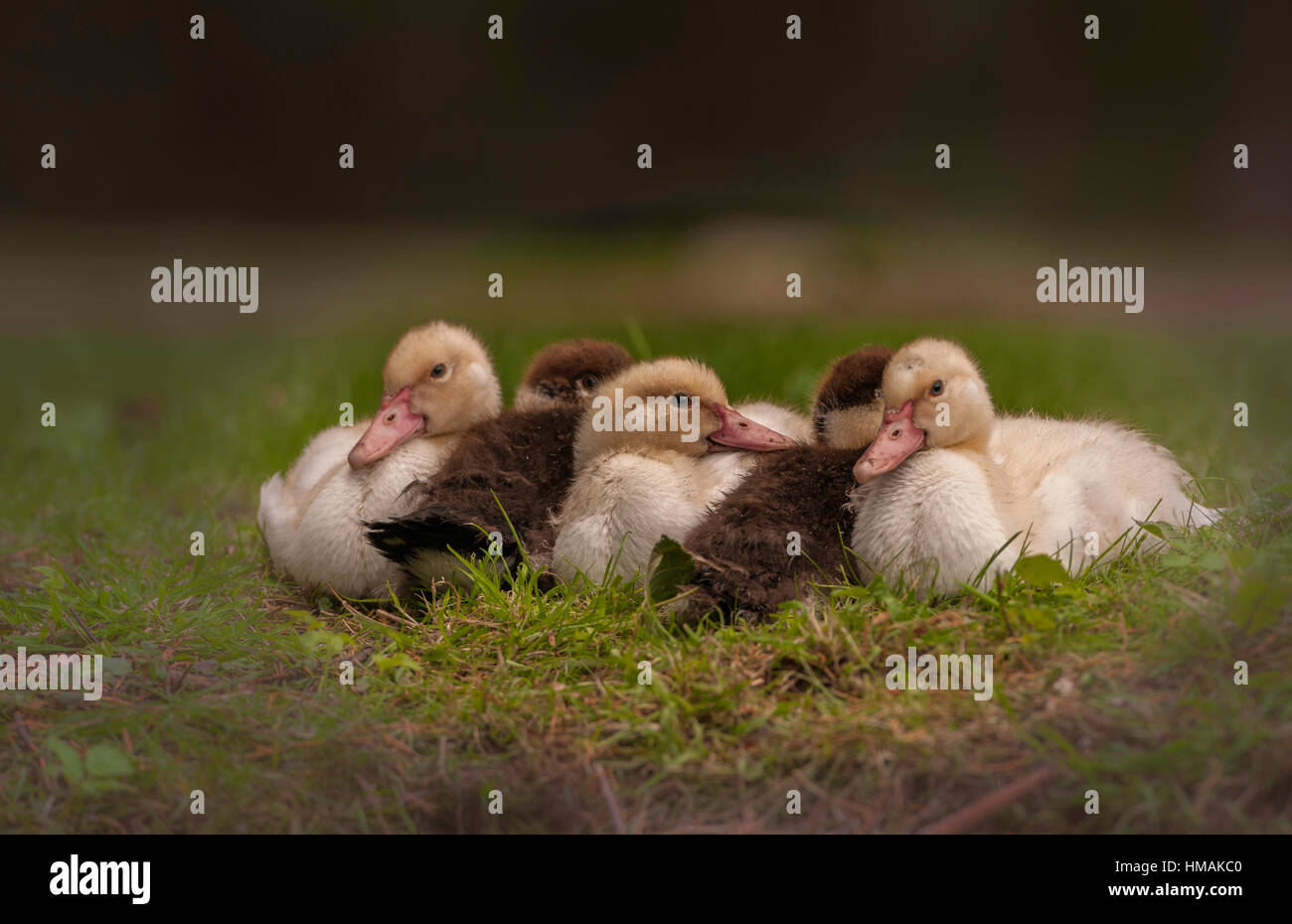 Group of young multi coloured Ducklings at rest near a Norfolk pond ...