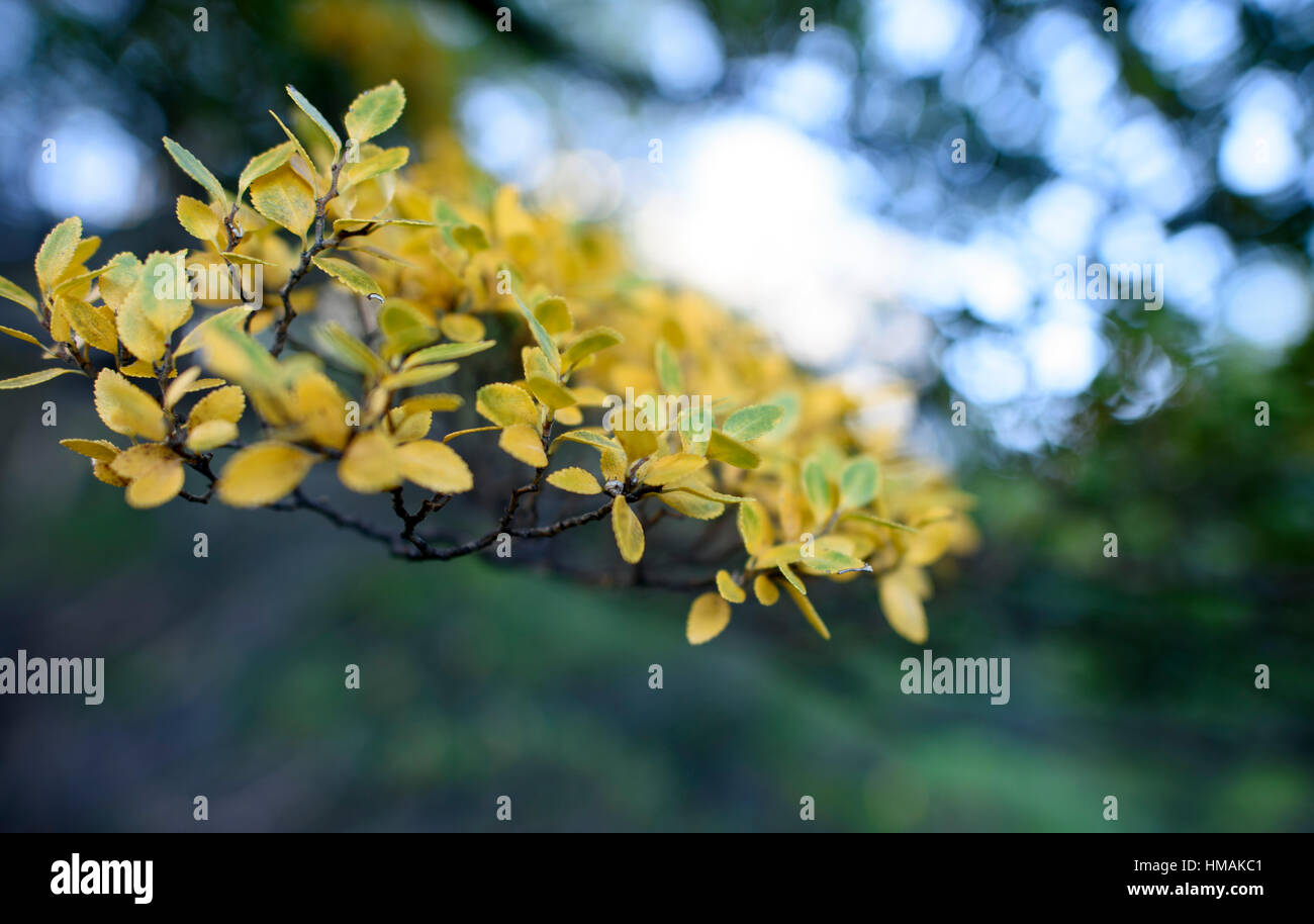 Fall leaves near Camp Italiano in Torres del Paine National Park, Chile ...