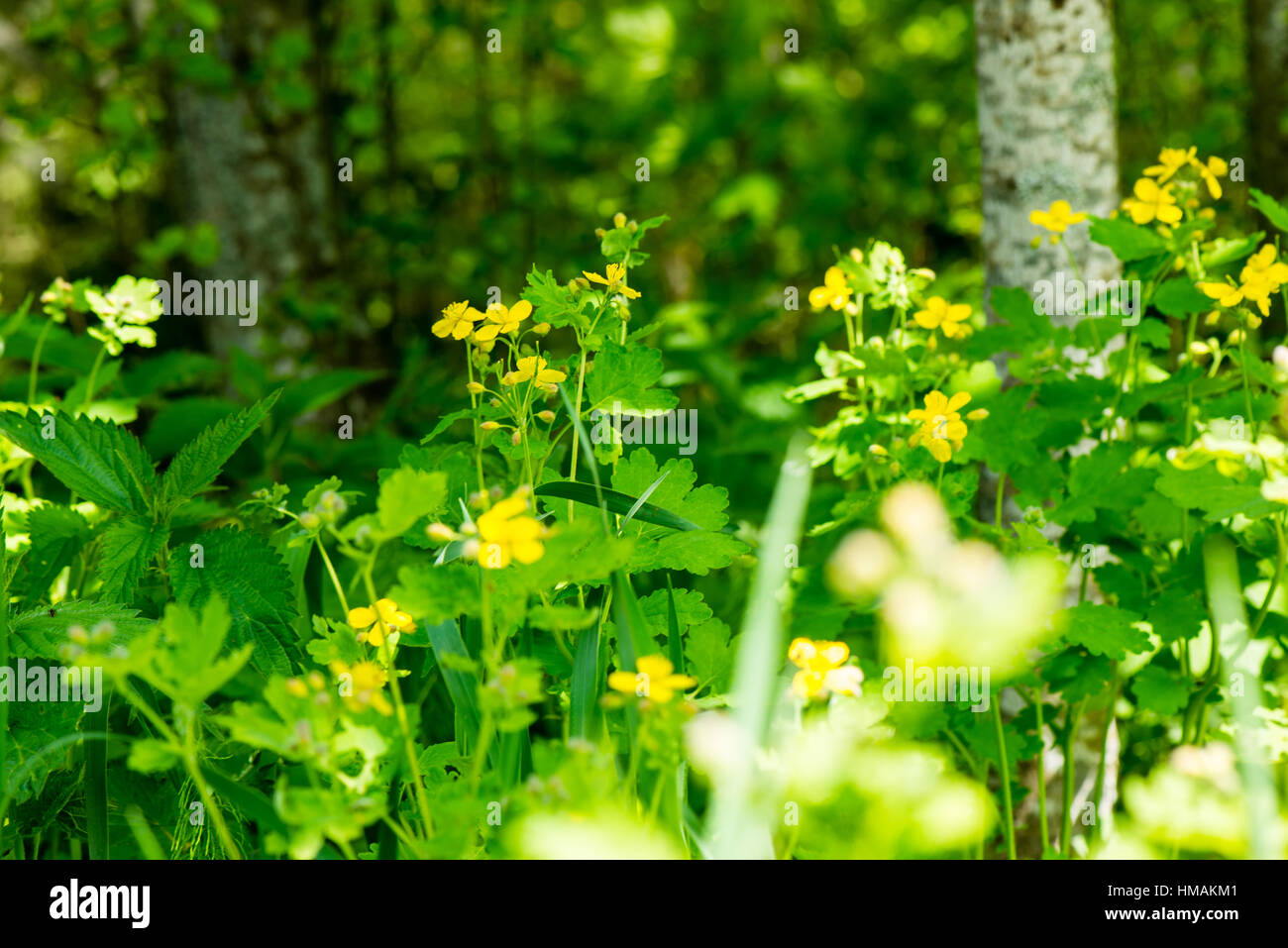 Green spring foliage in country with flowers and water drops Stock ...