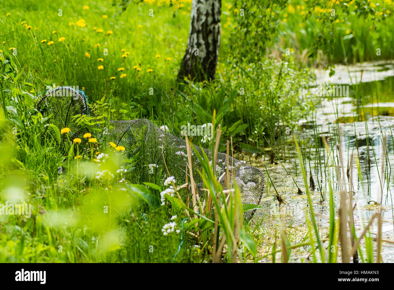 Green spring foliage in country with flowers and water drops Stock ...