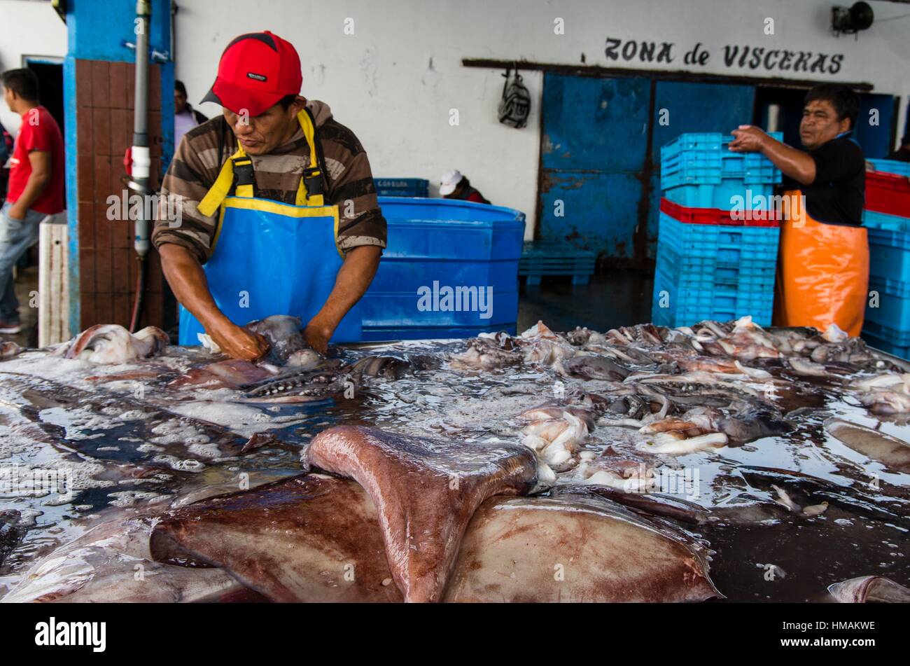 Giant squid fishing hi-res stock photography and images - Alamy