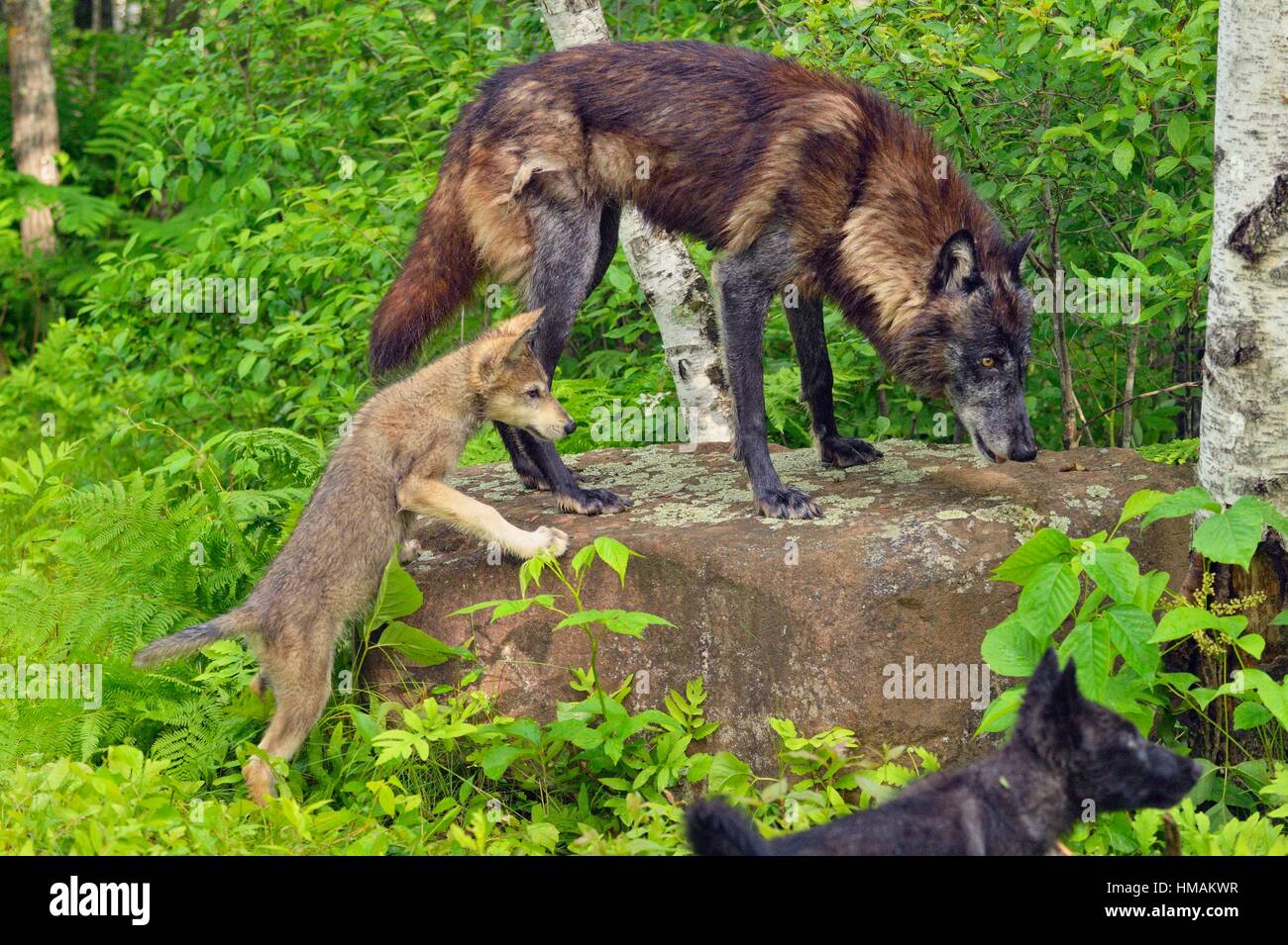 Gray wolf (Canis lupus} captive- adult and cubs, Minnesota Wildlife ...