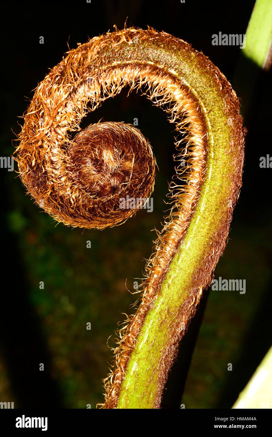 Fern doi inthanon nature park hi-res stock photography and images - Alamy