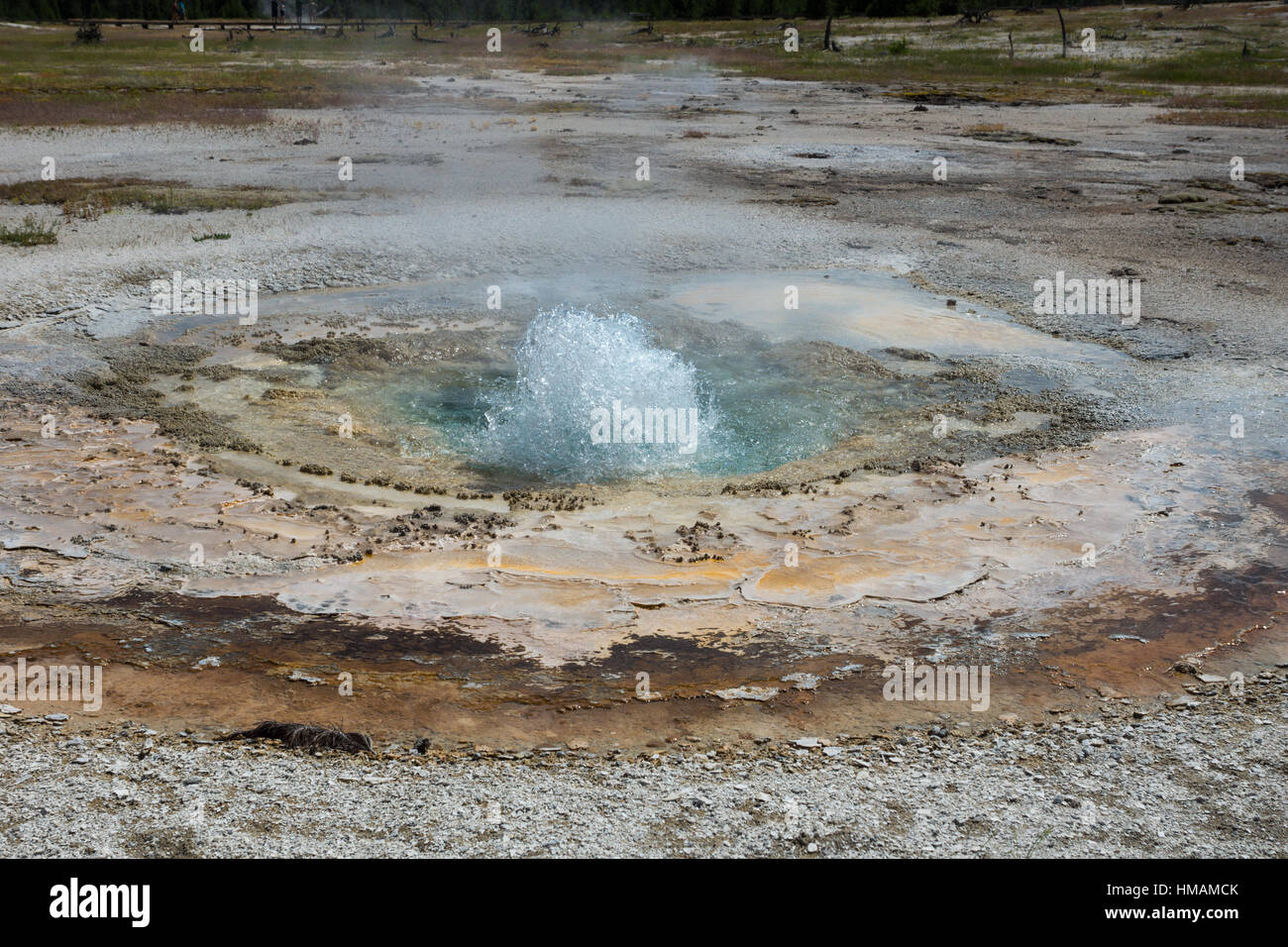 Biscuit Basin, Yellowstone National Park, Wyoming, USA Stock Photo - Alamy