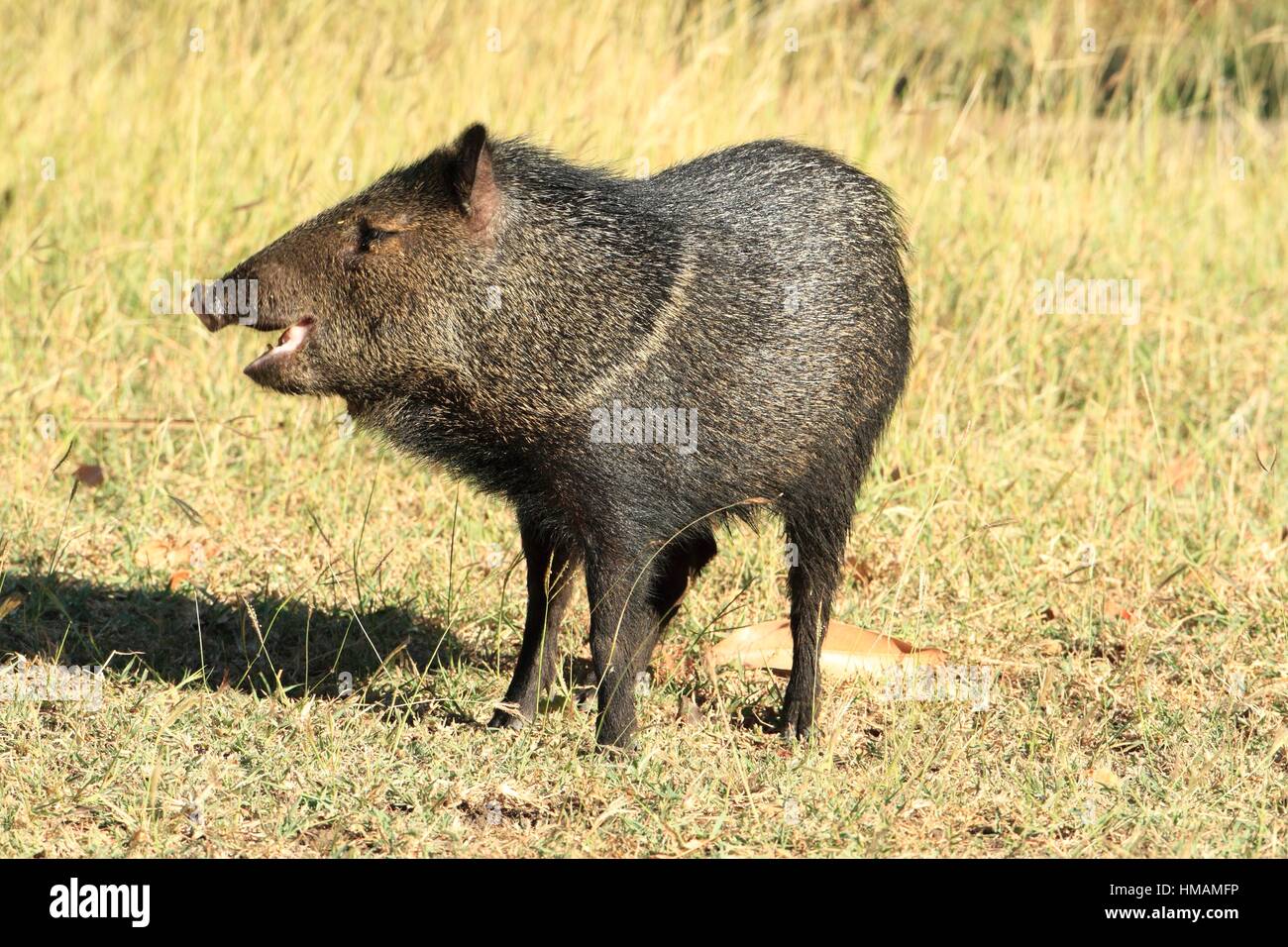 Parque nacional palo verde hi-res stock photography and images - Alamy