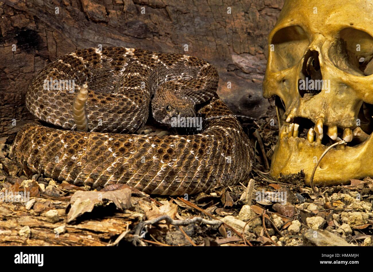 Crotalus atrox attack hi-res stock photography and images - Alamy