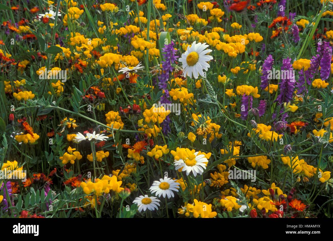 Canadian native wildflowers hi-res stock photography and images - Alamy