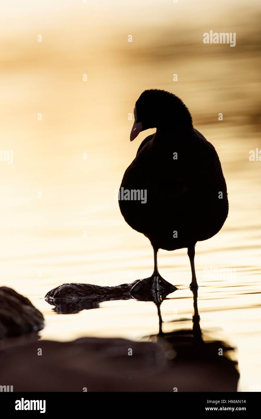 Coot silhouette hi-res stock photography and images - Alamy