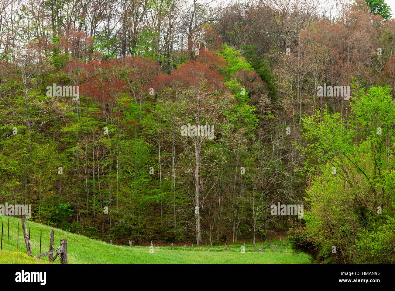 Spring tree buds in East Tennessee, USA Stock Photo - Alamy