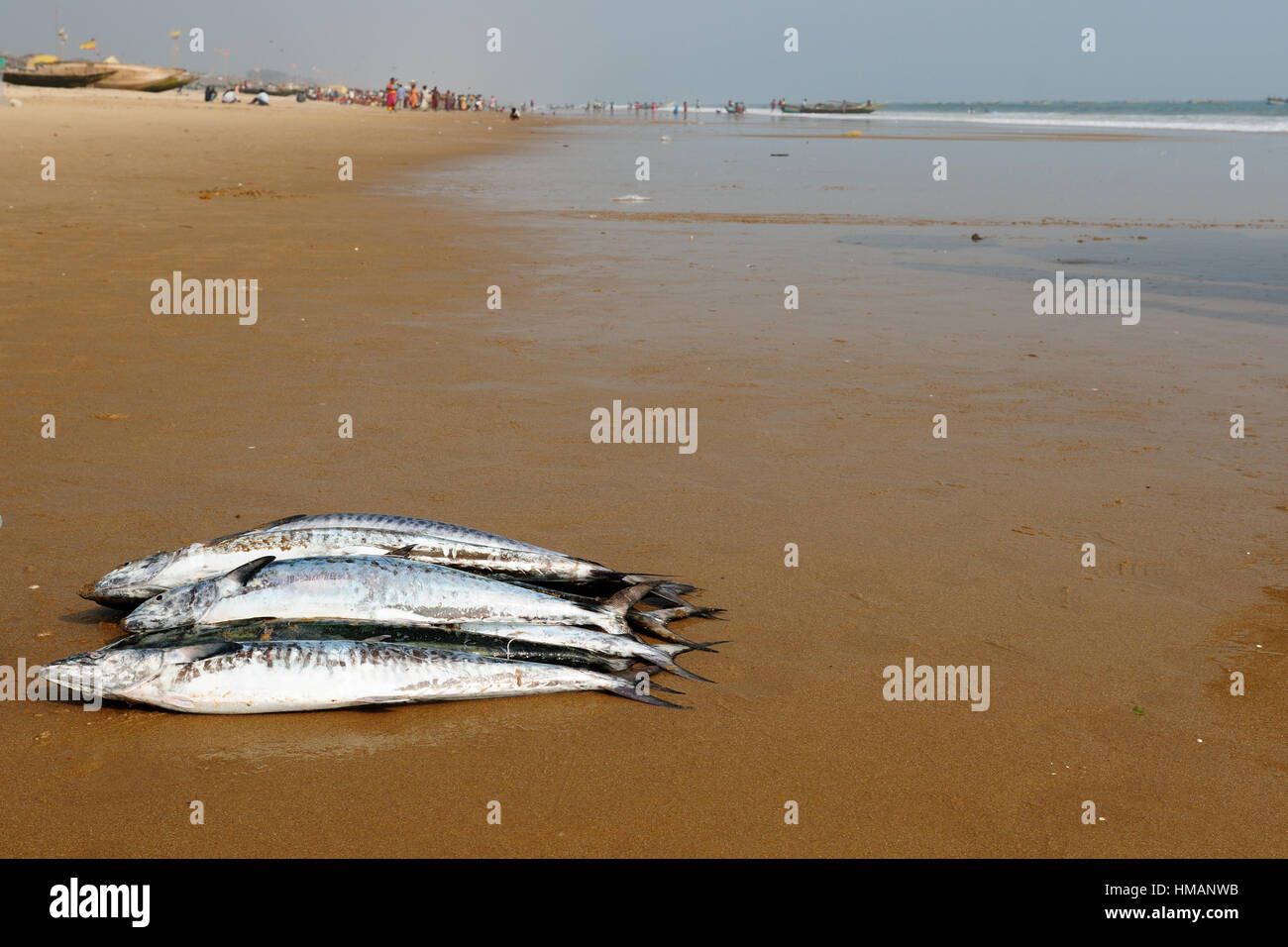 Fresh fish on the sand beach Stock Photo - Alamy