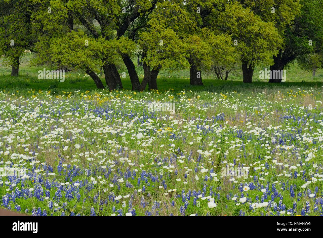 Flowering prickly poppies in a field with spring oak trees, Willow City ...