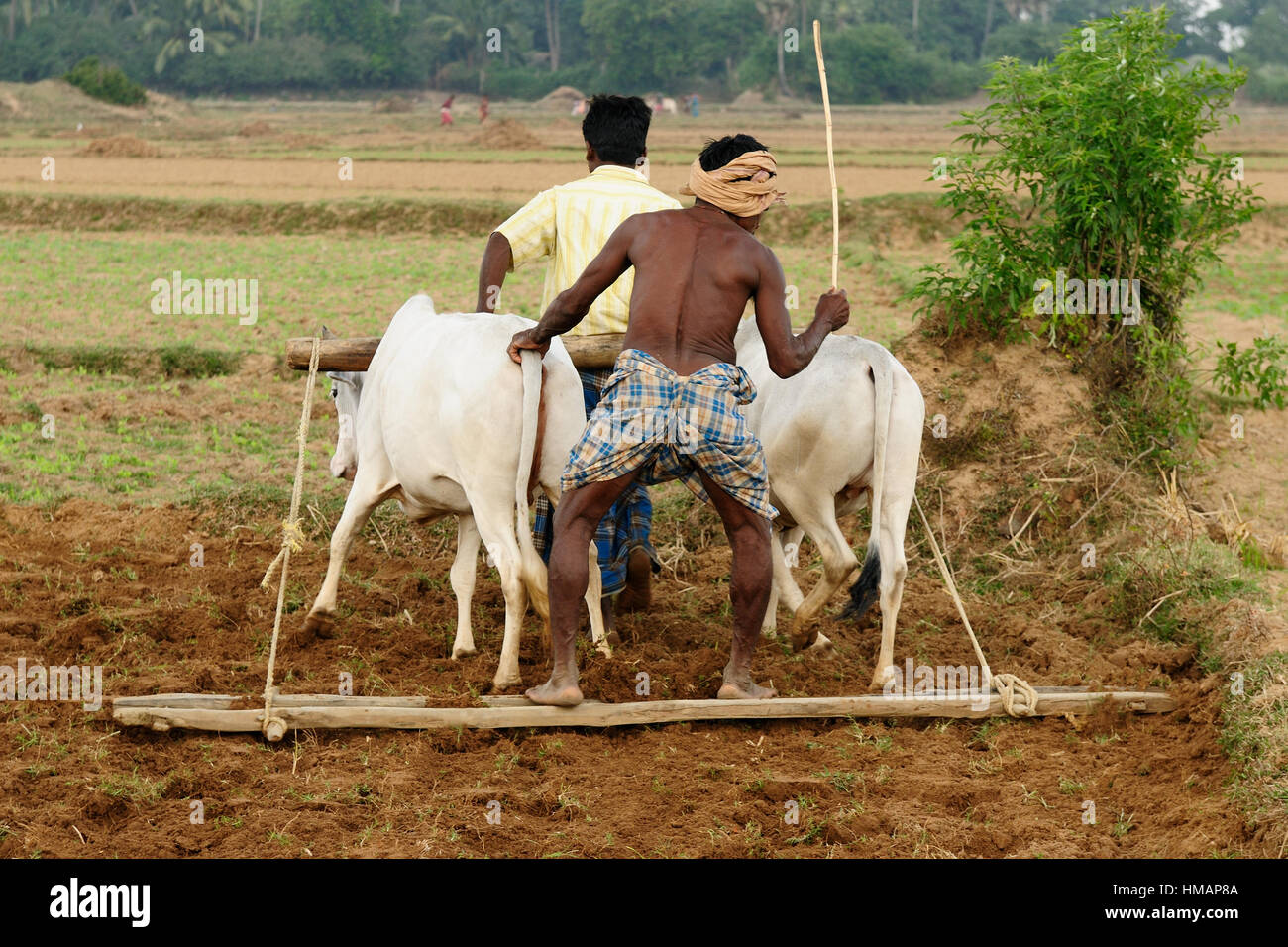Indians peasant ploughing field with cows Stock Photo - Alamy