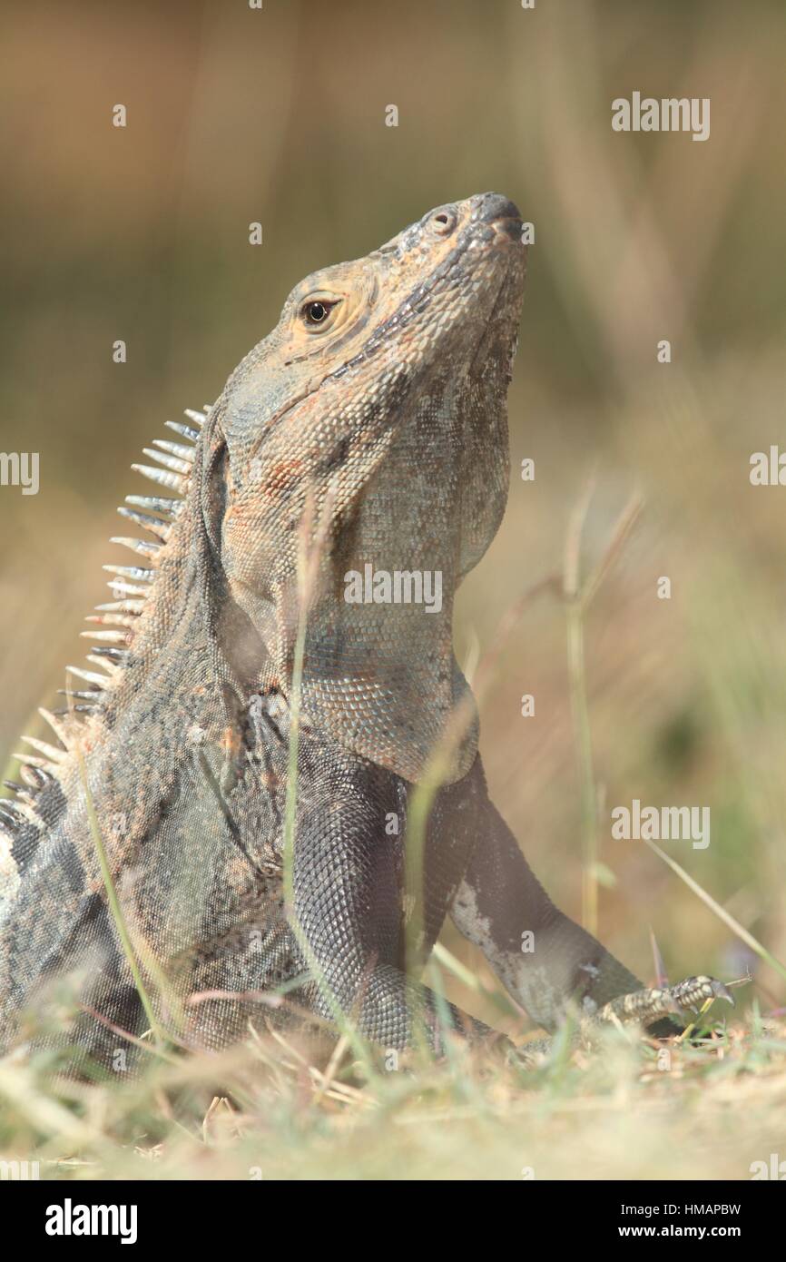 Garrobo hi-res stock photography and images - Alamy