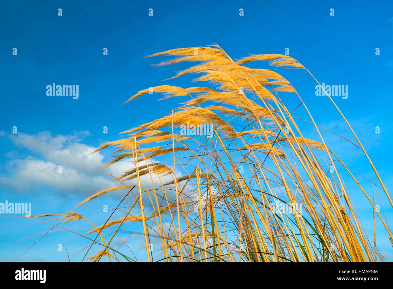White strand hi-res stock photography and images - Alamy
