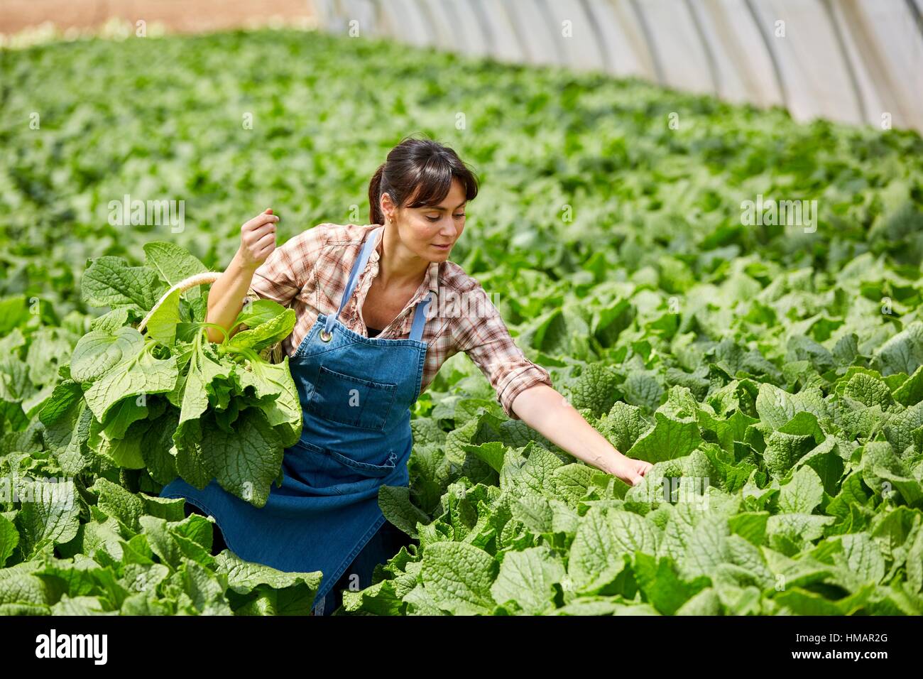 Farmer, borage collection, Borago officinalis, Greenhouse, Agricultural ...