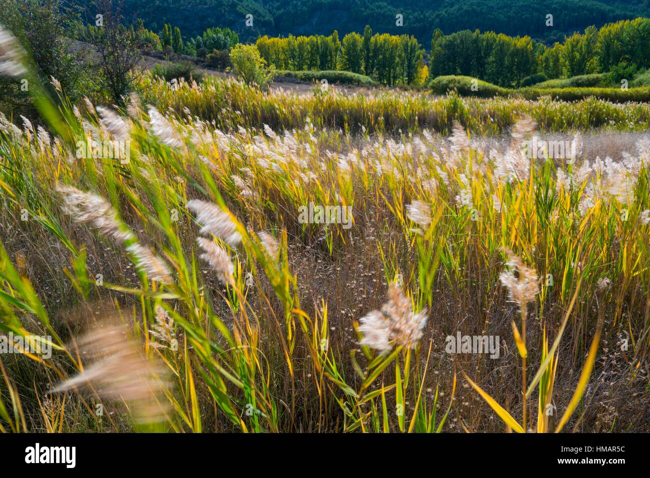 Tobar hi-res stock photography and images - Alamy