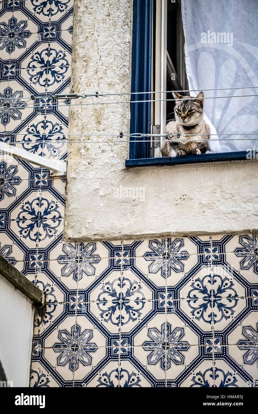 Cat in a window in Alfama district in Lisbon Portugal Stock Photo - Alamy