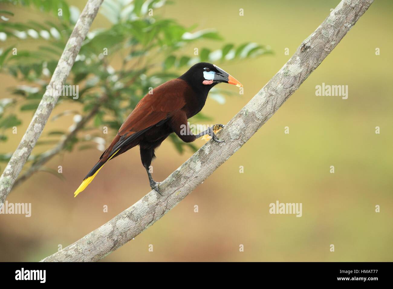 Oropendola de Montezuma (Psarocolius montezuma) en el Parque Nacional ...