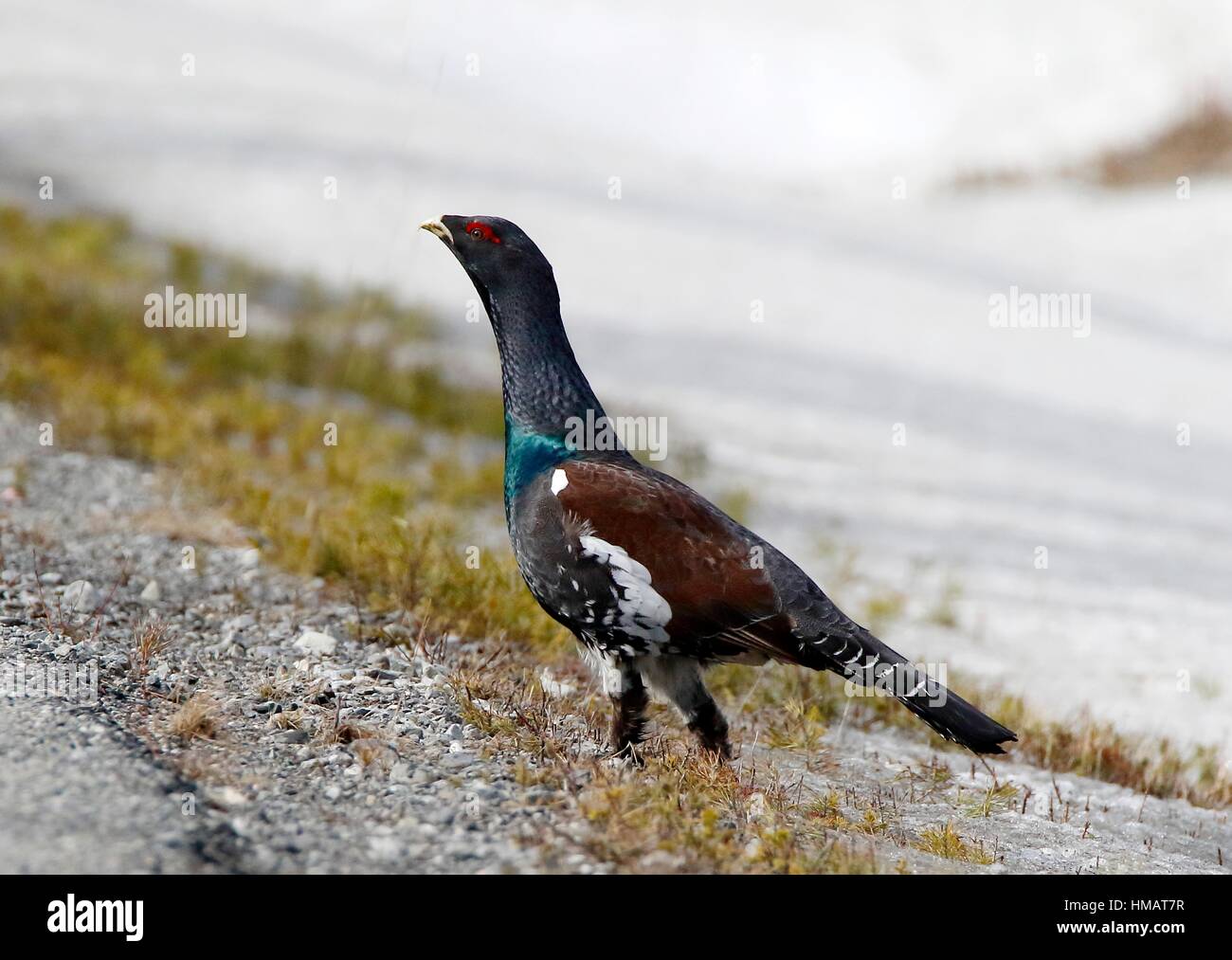 Western capercaillie, Tetrao urugallus, Ottso, Jamtland Sweden Stock ...