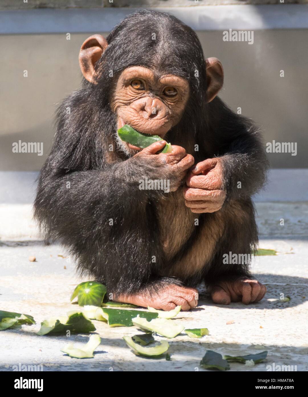 Chimpanzee eating monkey hi-res stock photography and images - Alamy