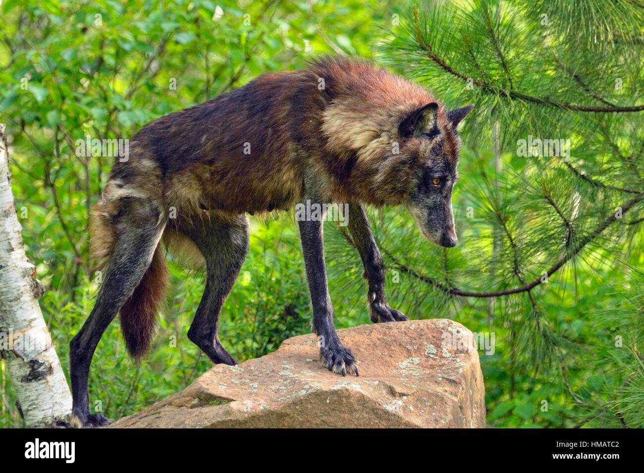 Black wolf melanistic hi-res stock photography and images - Alamy