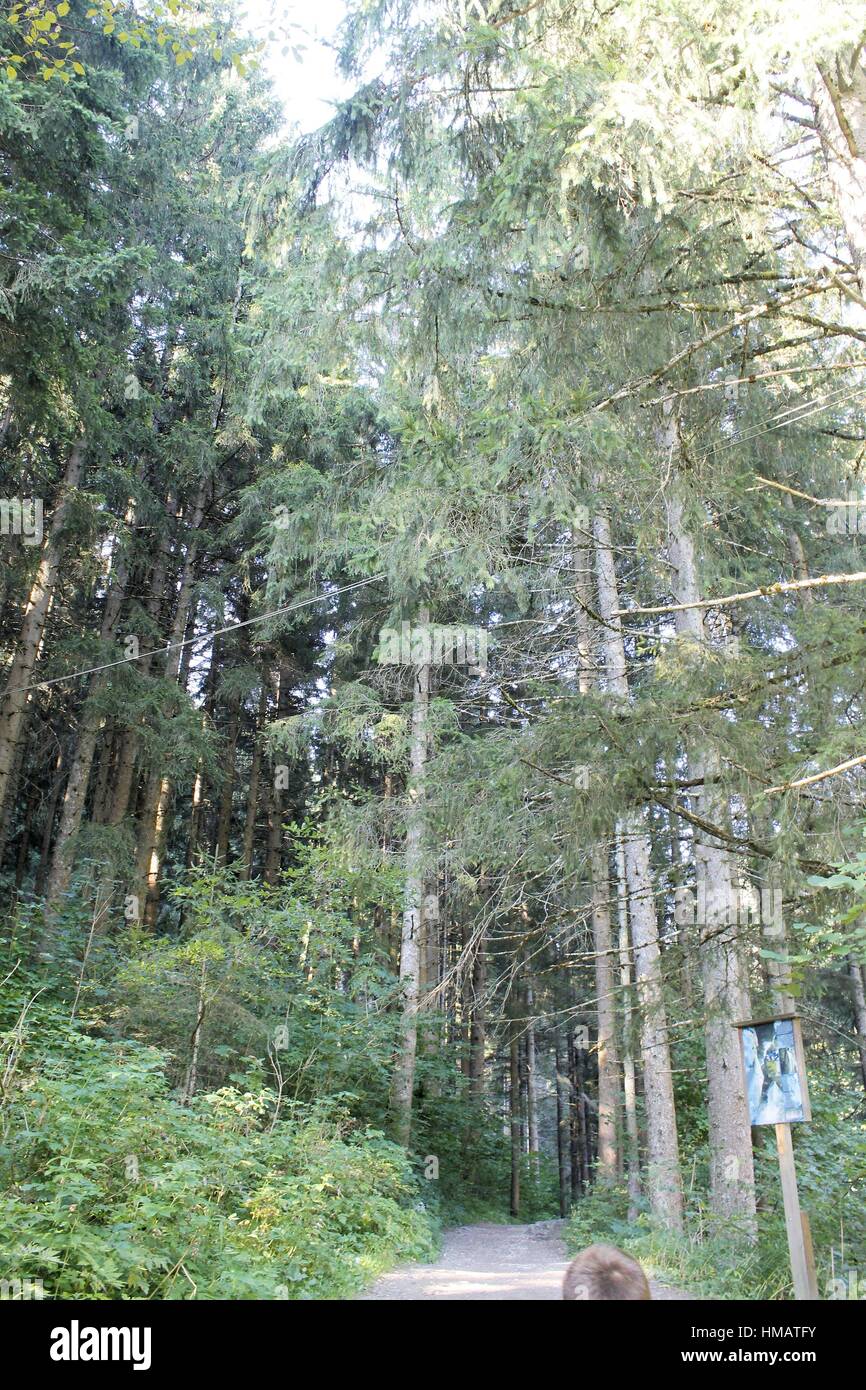trees in Alps mountains in summer in Italy Stock Photo - Alamy