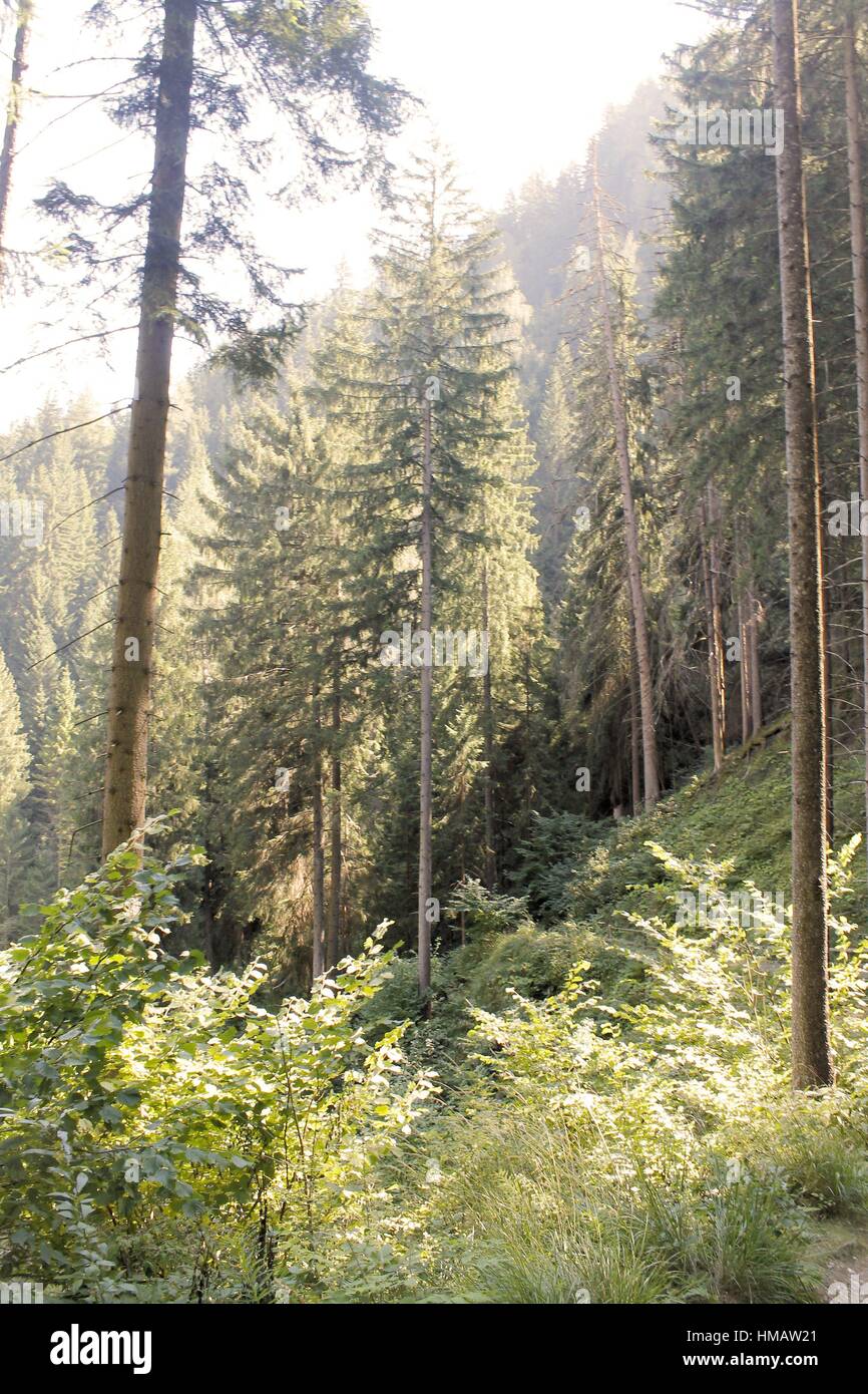 trees in Alps mountains in summer in Italy Stock Photo - Alamy