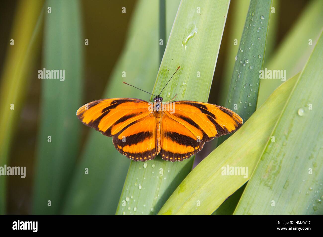Native range hi-res stock photography and images - Alamy