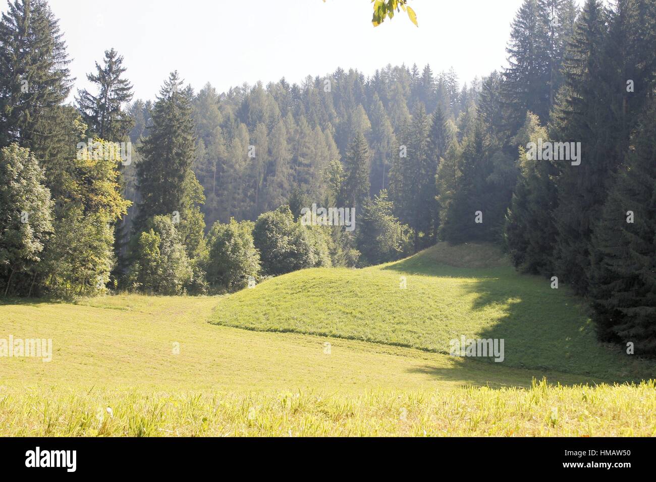 trees in Alps mountains in summer in Italy Stock Photo - Alamy