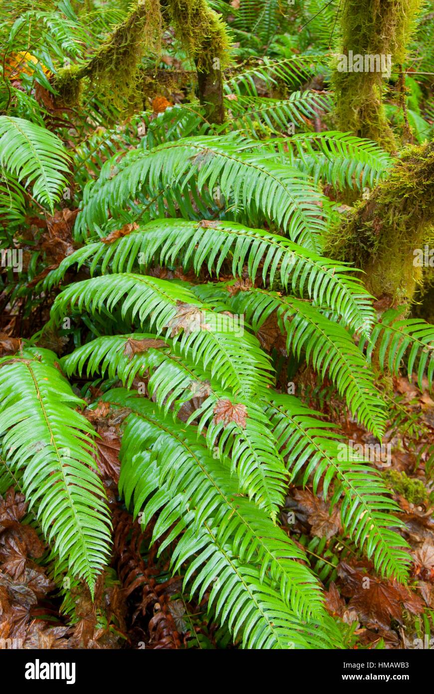 The western swordfern hi-res stock photography and images - Alamy