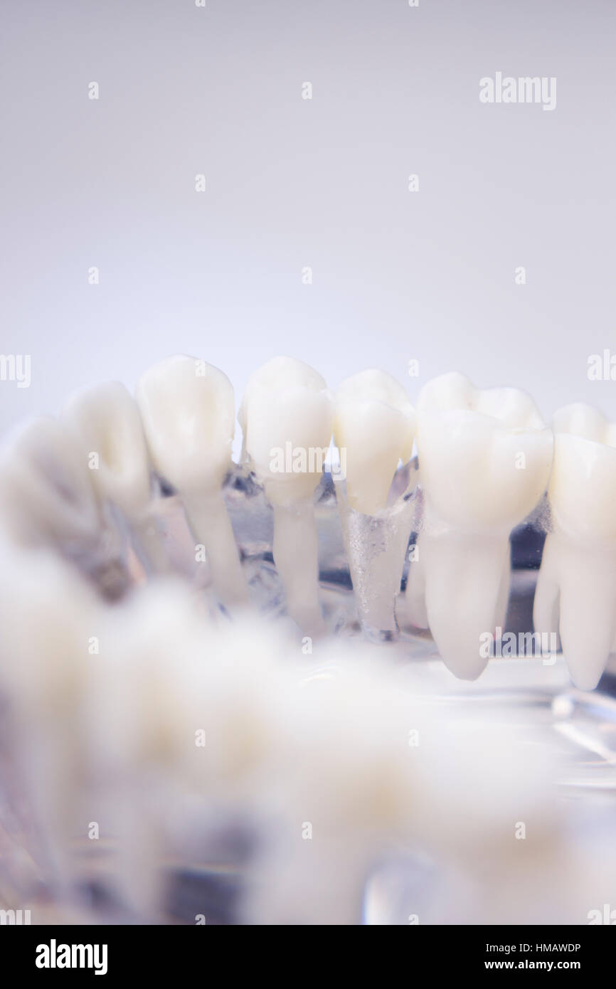 Dentists tooth plastic model used for teaching, learning and patient ...