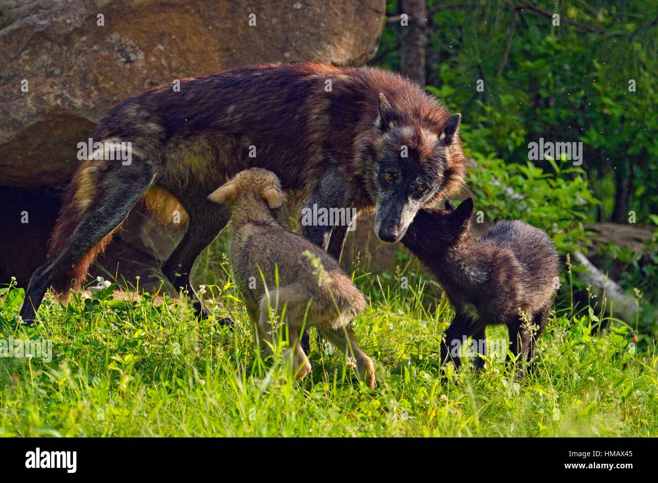 Black wolf melanistic High Resolution Stock Photography and Images - Alamy