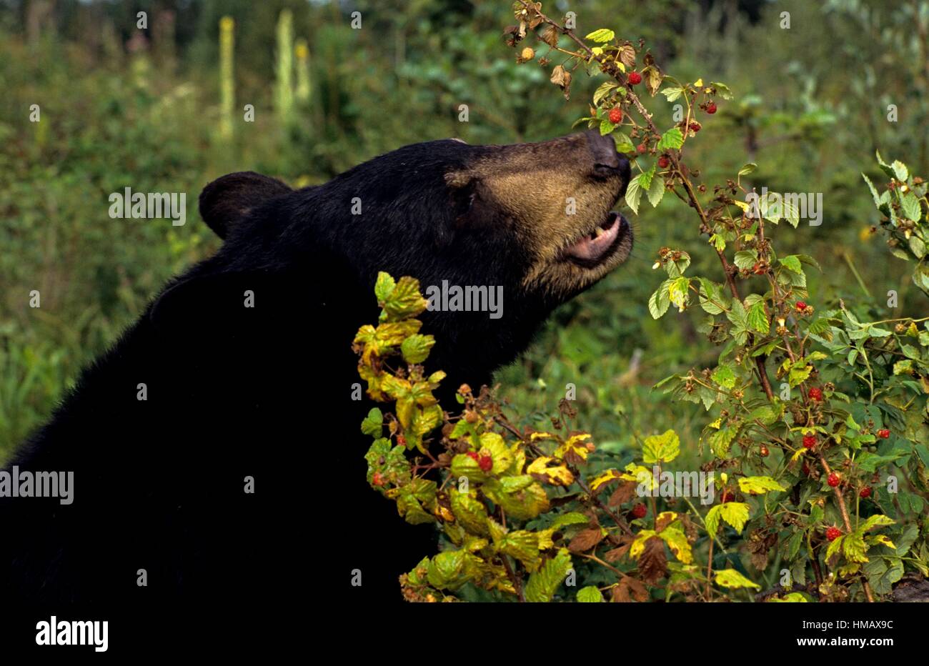 American black bear eating berries hi-res stock photography and images ...