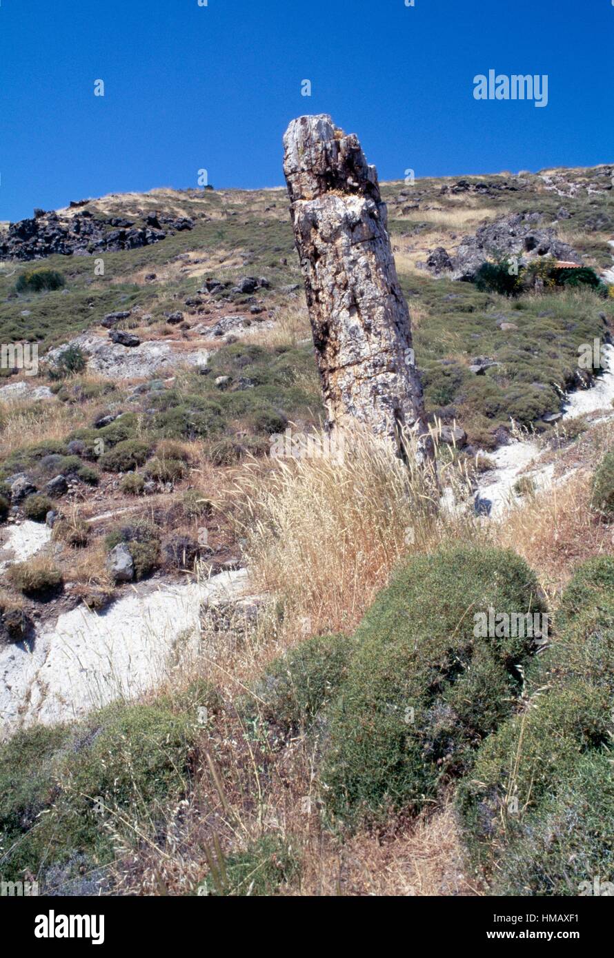 A trunk of petrified wood on the ground, Lesvos island, Greece Stock ...