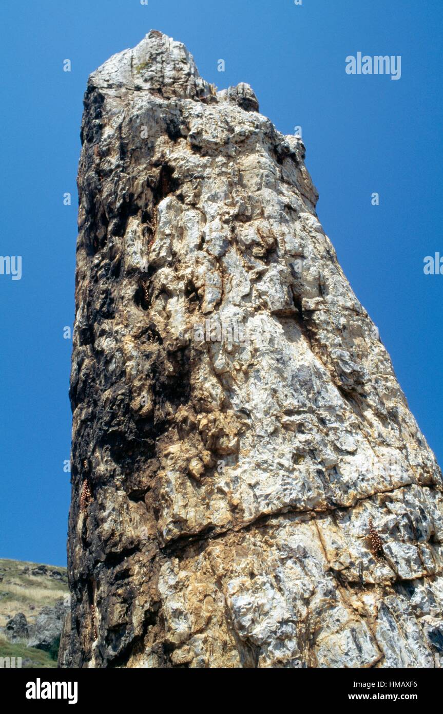 A trunk of petrified wood, Lesvos island, Greece Stock Photo - Alamy