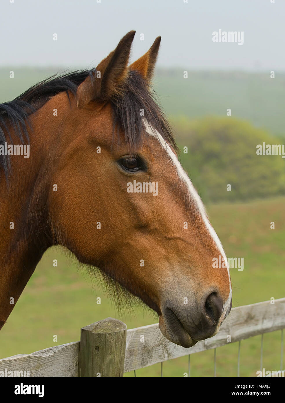 photo portrait of a beautiful chestnut pony Stock Photo - Alamy