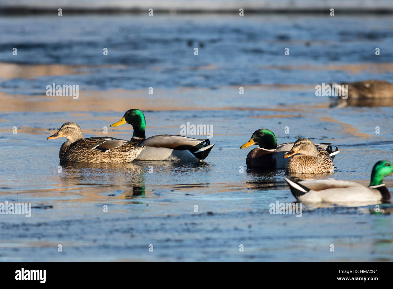 Mallard ducks in a pond Stock Photo - Alamy