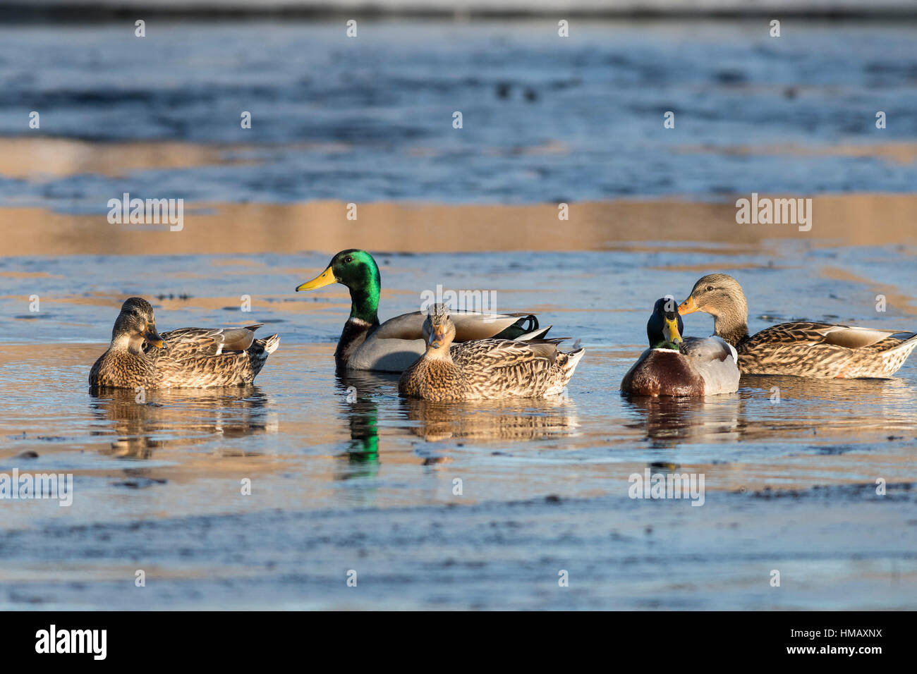 Mallard ducks in a pond Stock Photo - Alamy