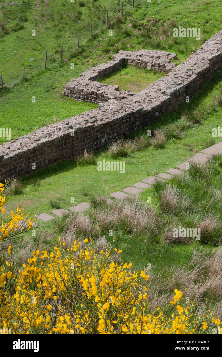 Hadrian's Wall: the remains of the relatively recently discovered ...