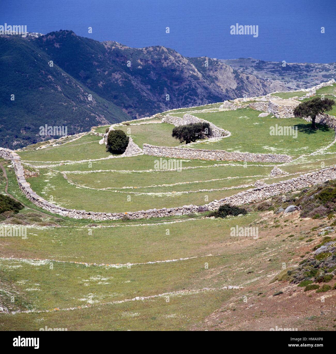 Landscape with terraces and trees near Olympos, Karpathos island ...