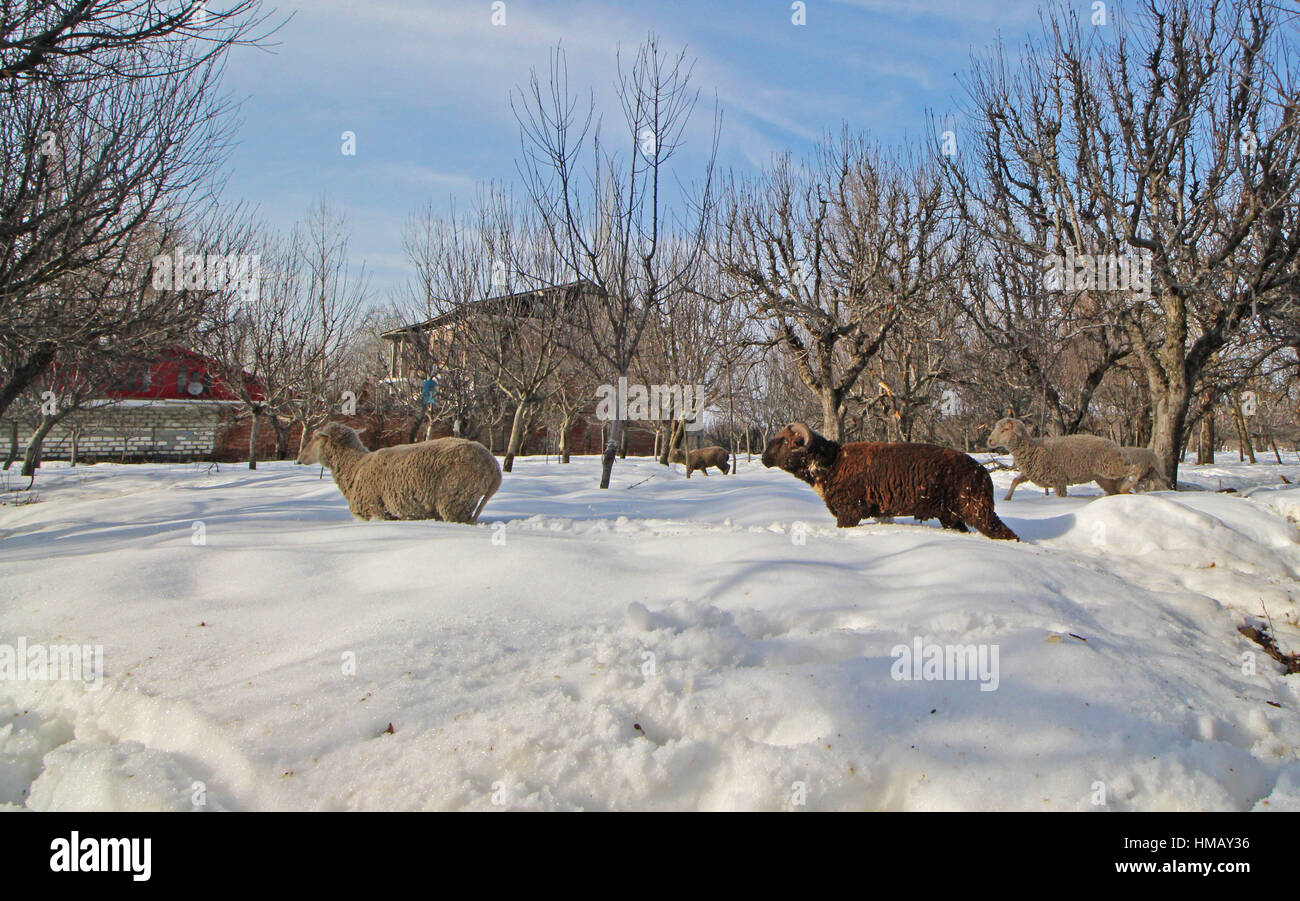 Himalayan shepherd in india hi-res stock photography and images - Alamy