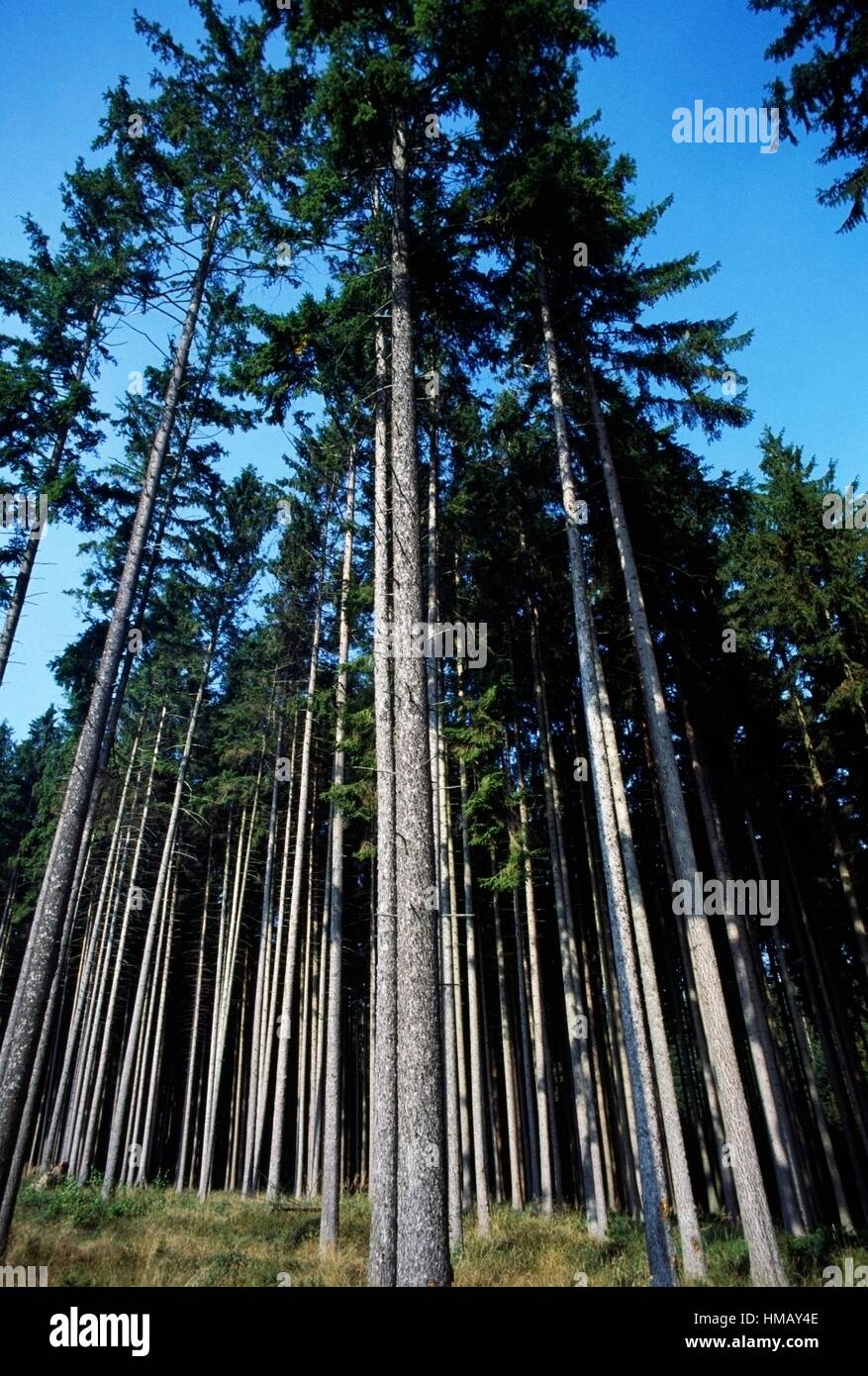 Pine forest in Germany Stock Photo - Alamy