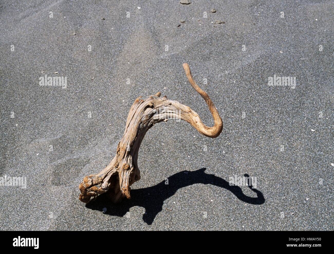 Dried branch on sand, Crete, Greece Stock Photo - Alamy