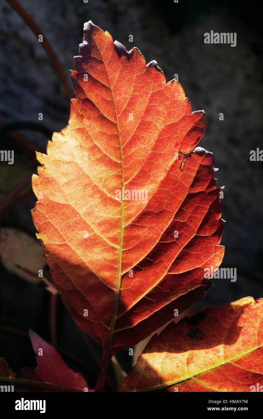 The underside of a leaf in autumn, Crete, Greece Stock Photo - Alamy