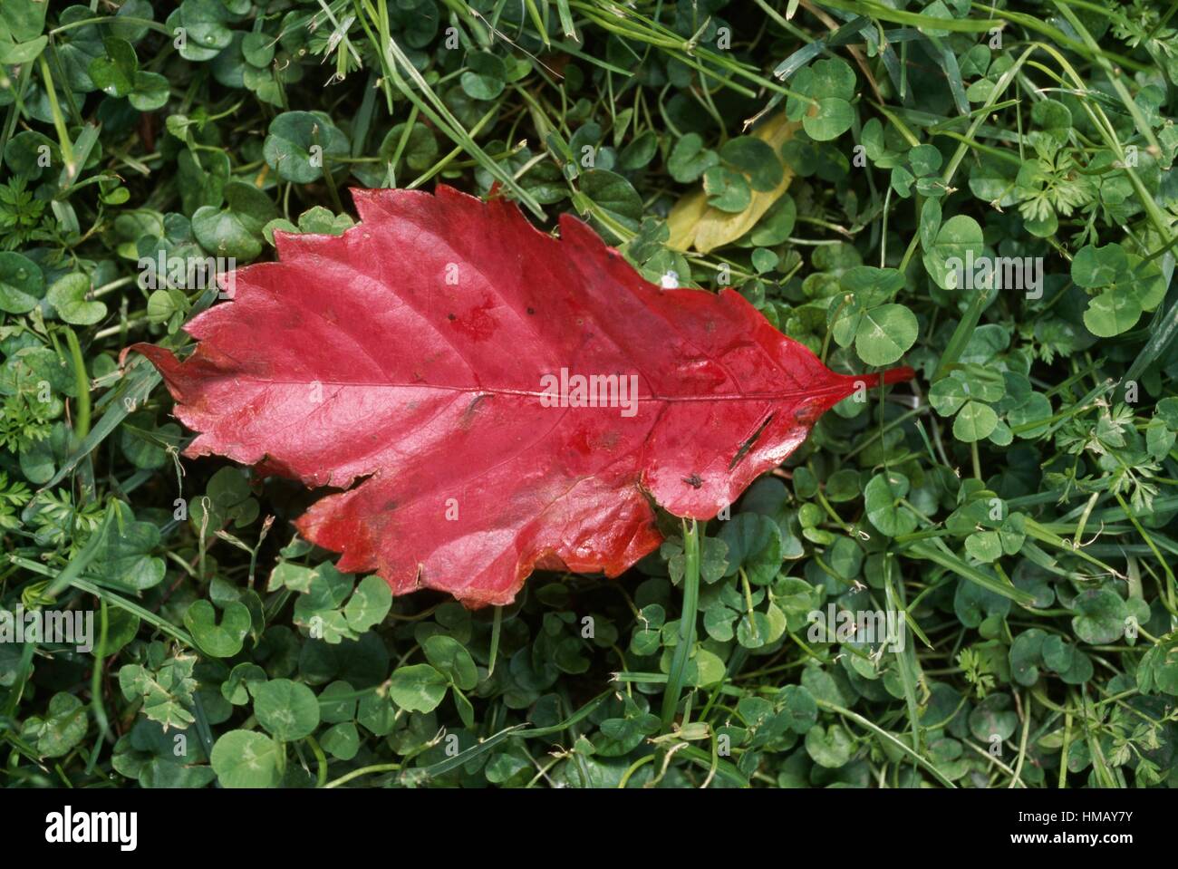 Autumn leaf on grass, Crete, Greece Stock Photo - Alamy