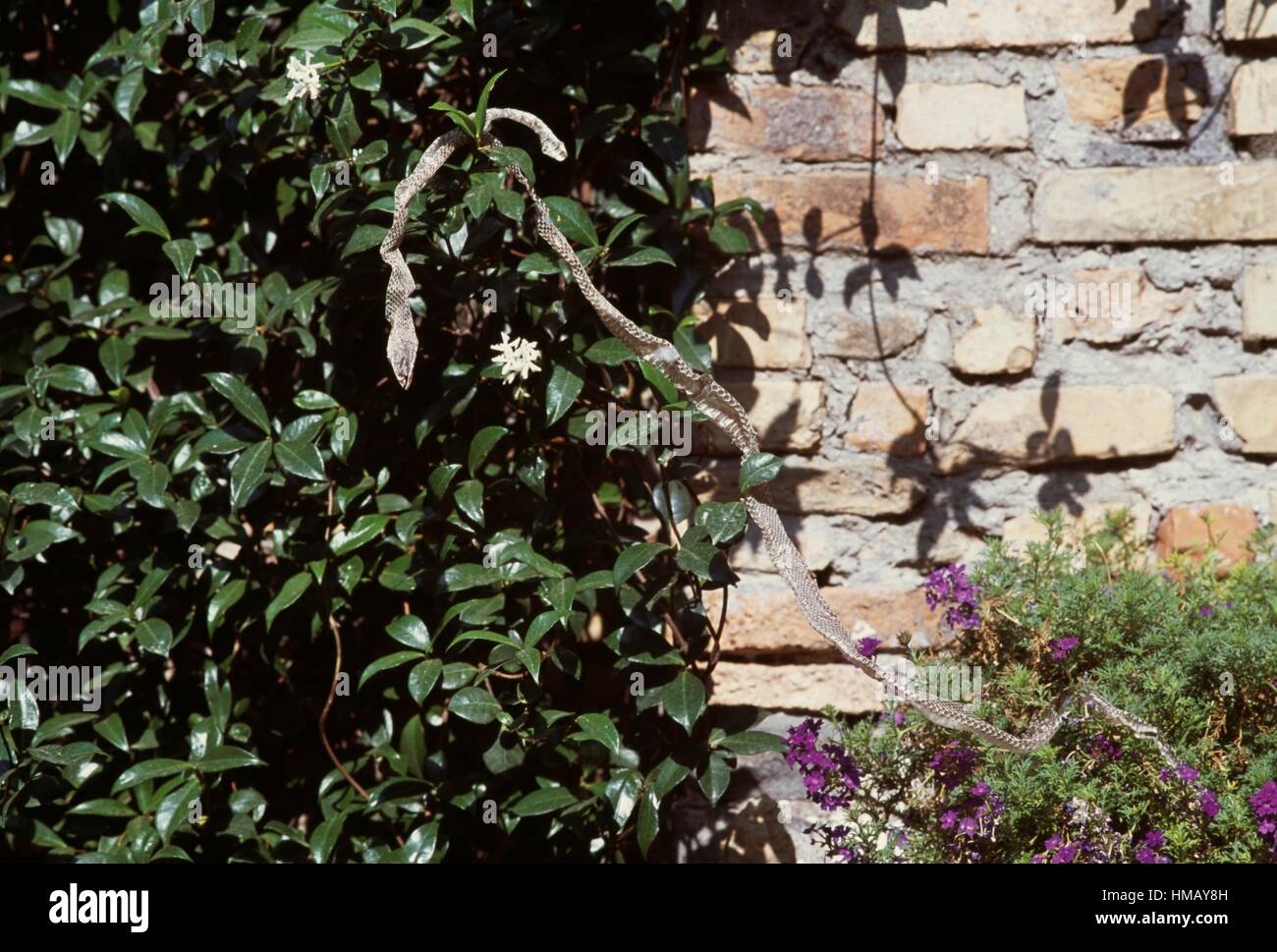 Skin of a snake after shedding, Crete, Greece Stock Photo - Alamy