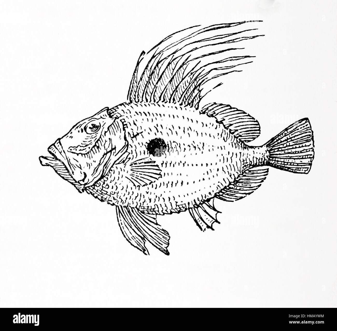 John Dory, St Pierre or Peter's Fish, Zeus faber. From Meyers Lexicon ...