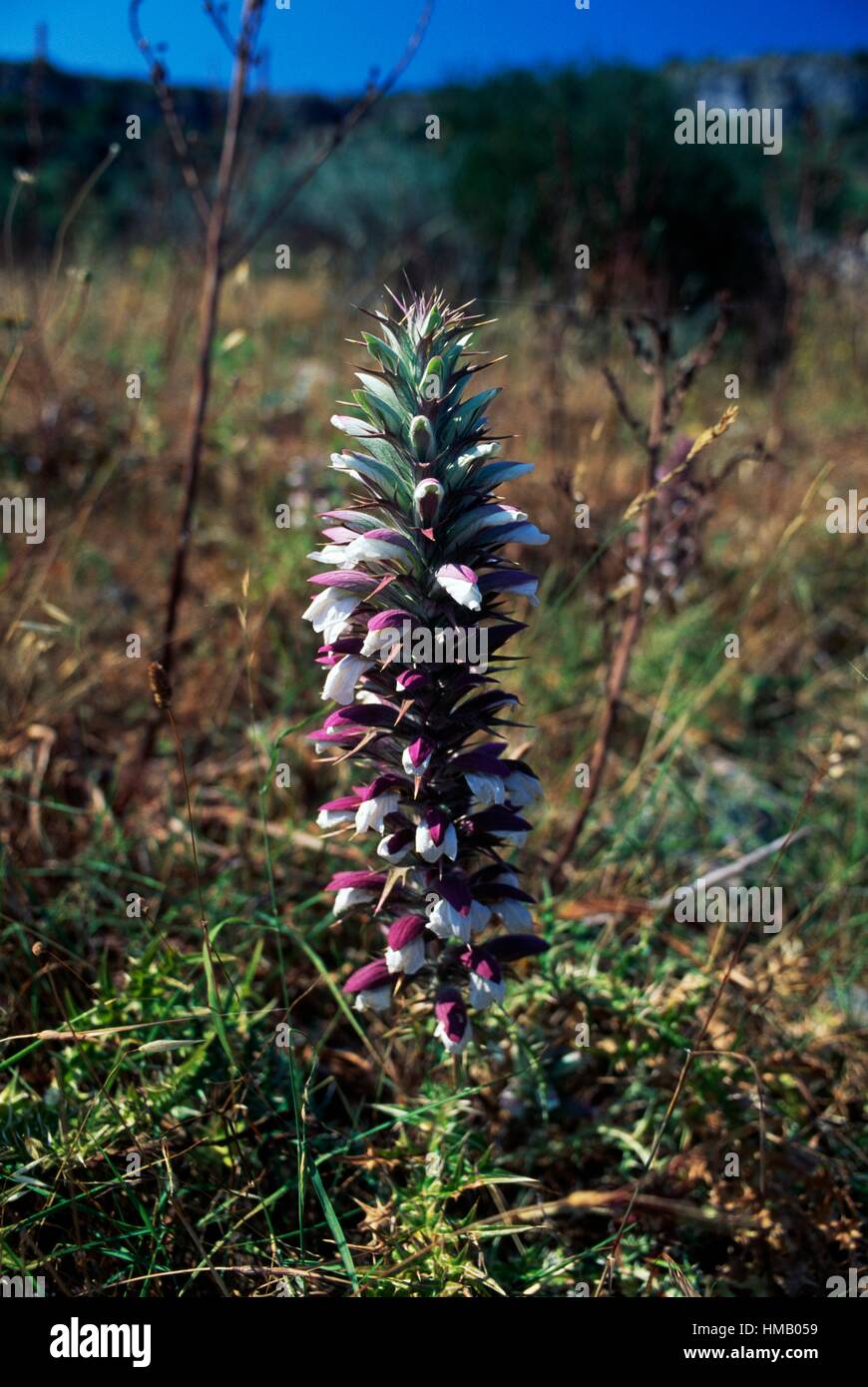 Mani peninsula flowers hi-res stock photography and images - Alamy